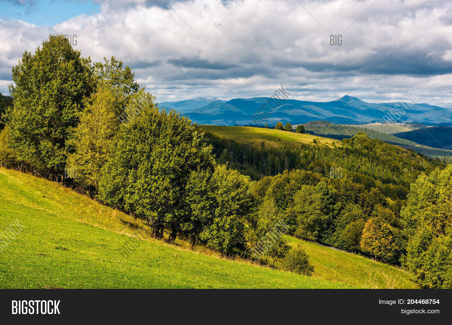 Forest On Hillside Image & Photo (Free Trial) | Bigstock