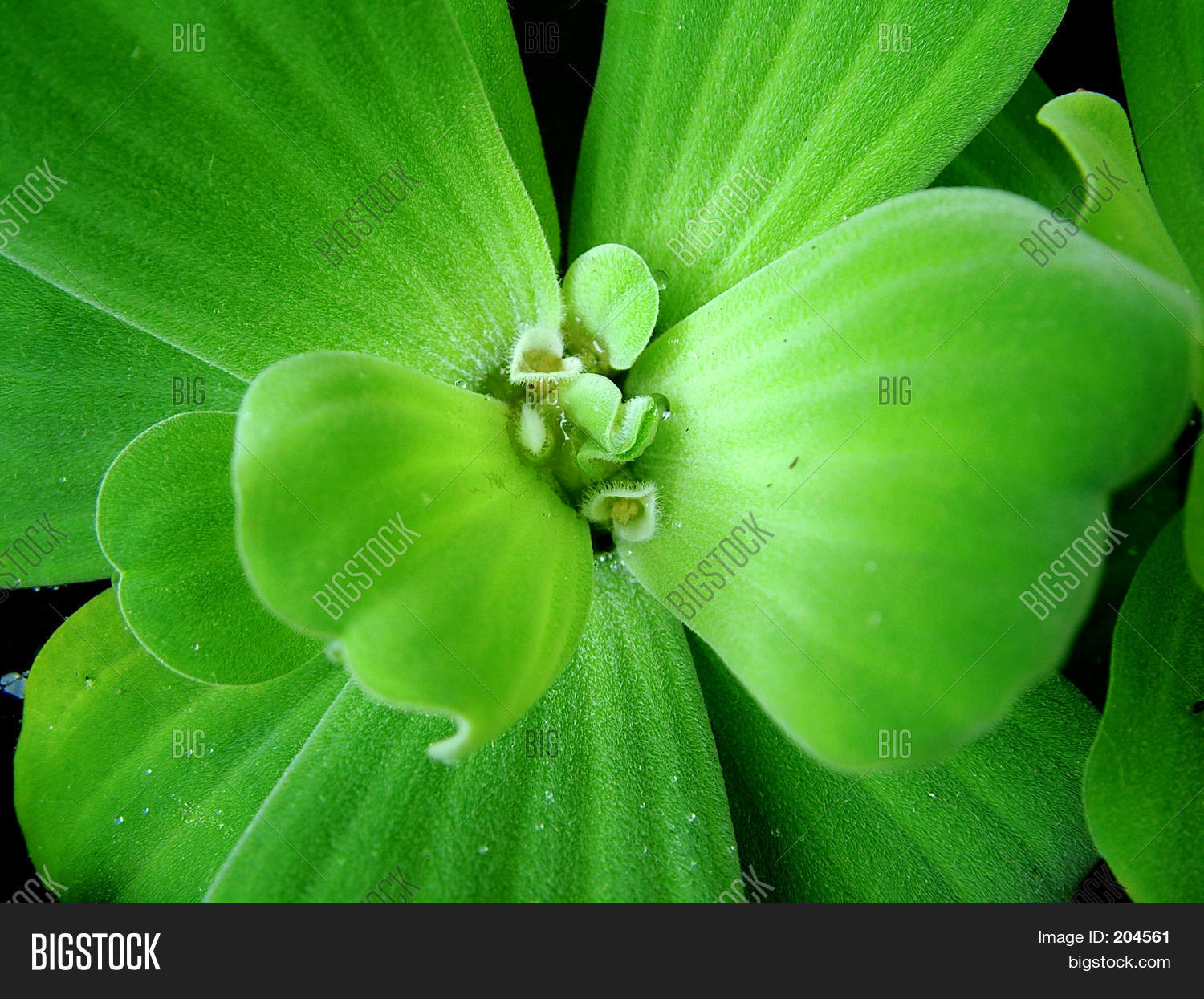 River Plants Image & Photo (Free Trial) | Bigstock