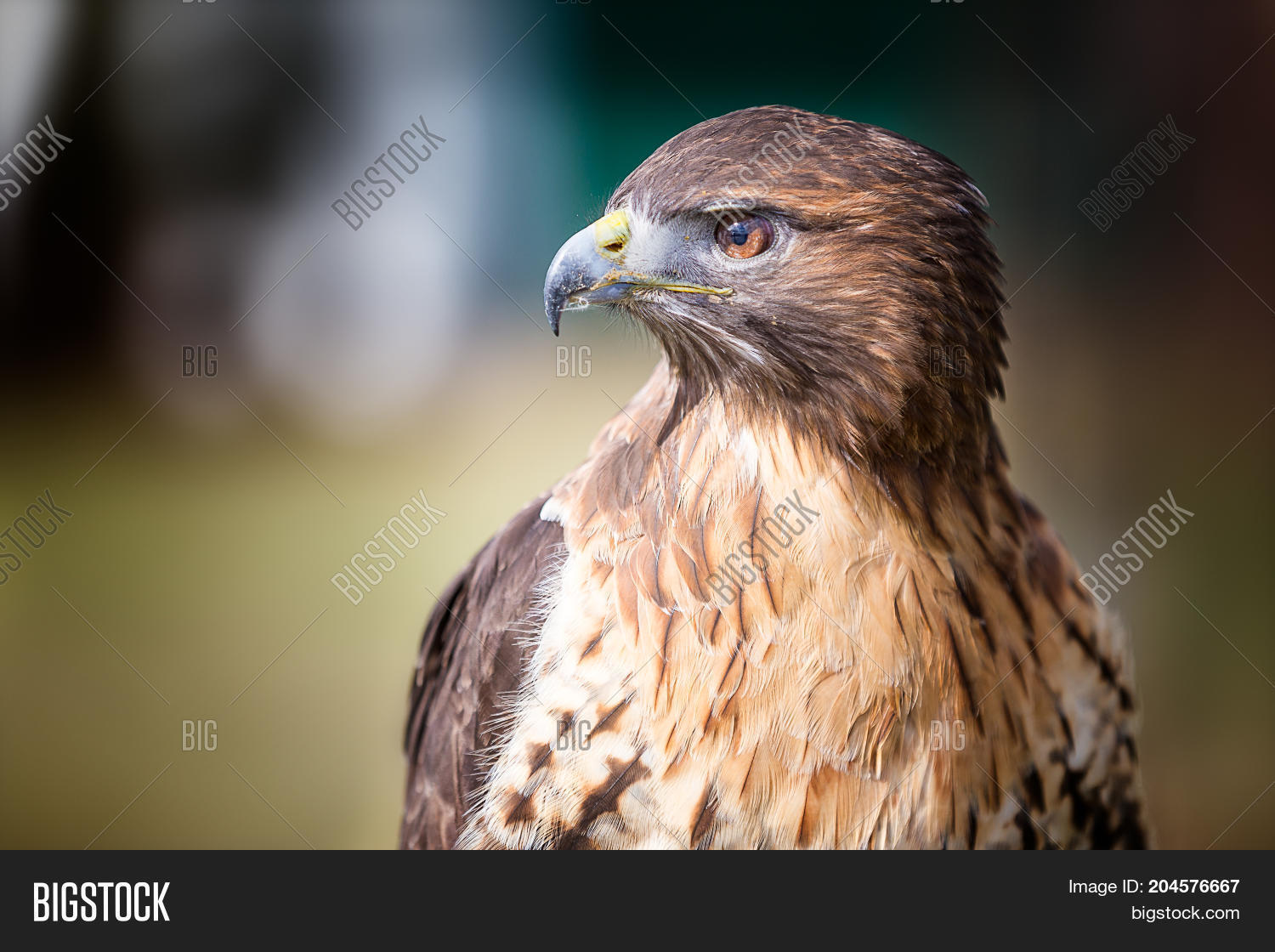 Closeup Golden Eagle Image & Photo (Free Trial) | Bigstock