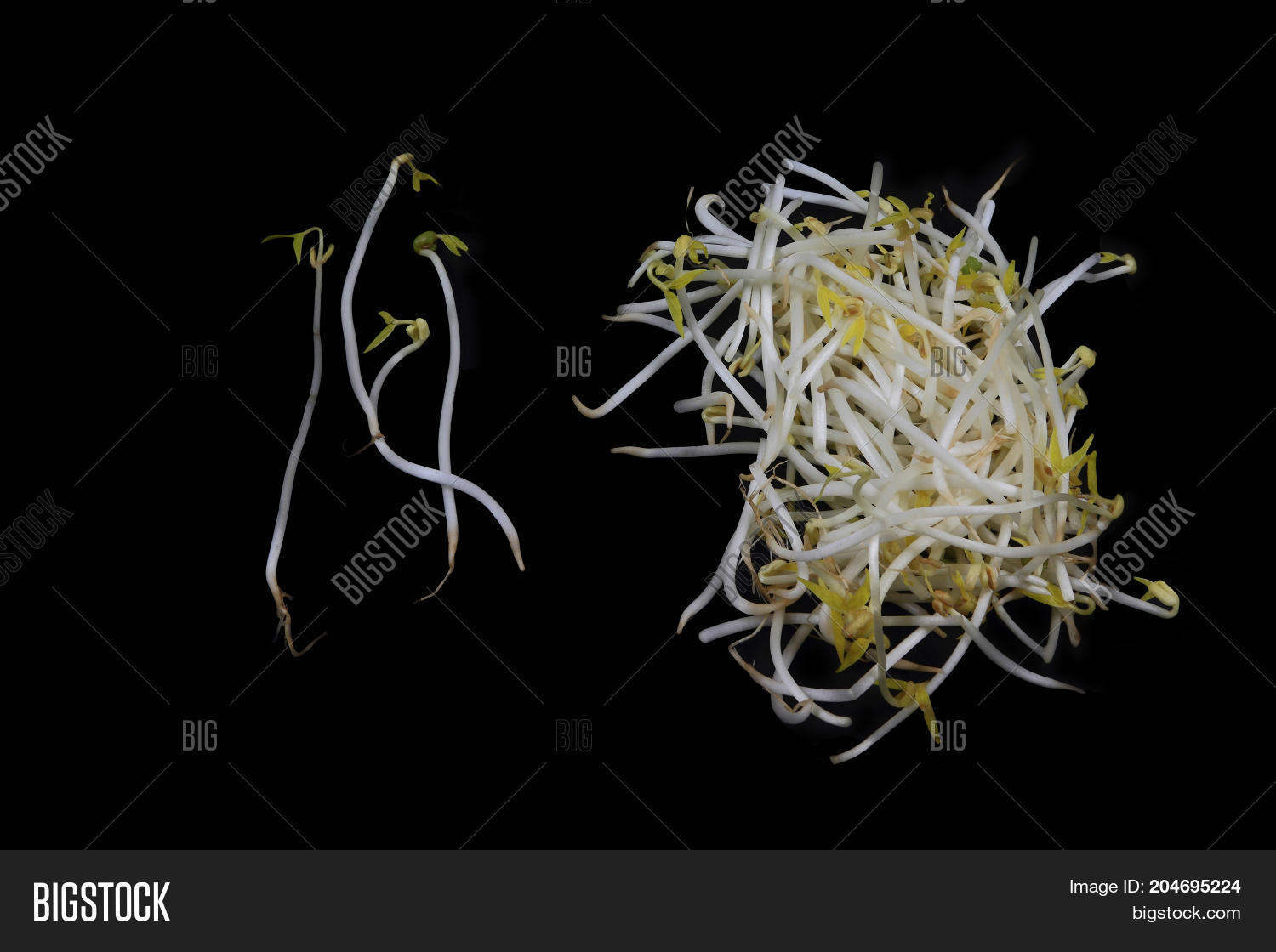 Fresh Bean Sprouts On Image & Photo (Free Trial) | Bigstock