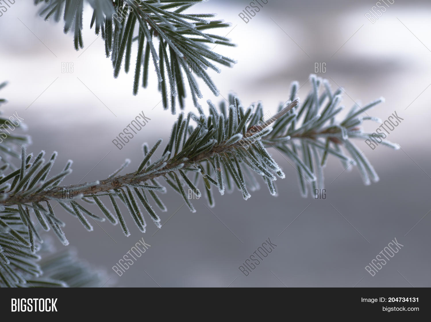 Branch Blue Fir-tree Image & Photo (Free Trial) | Bigstock