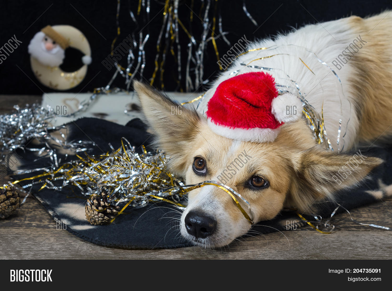 Funny Dog On Christmas Image & Photo (Free Trial) | Bigstock