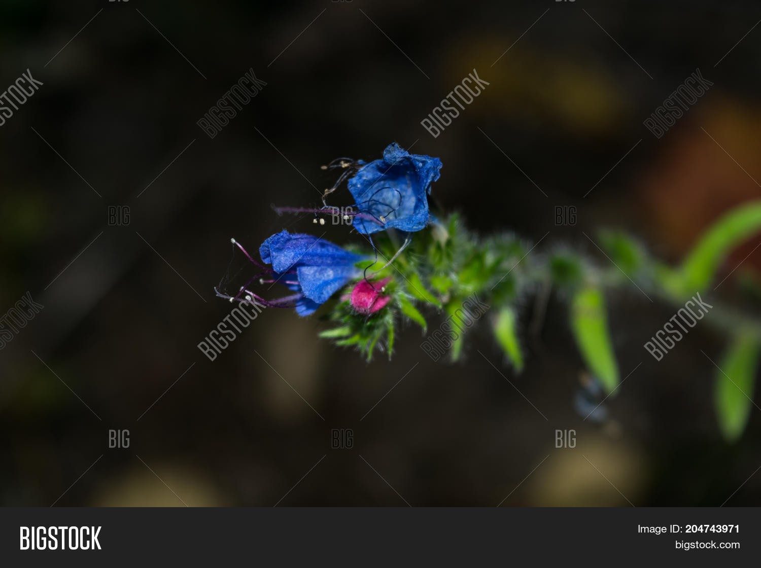 Blue Forest Flowers Image & Photo (Free Trial) | Bigstock