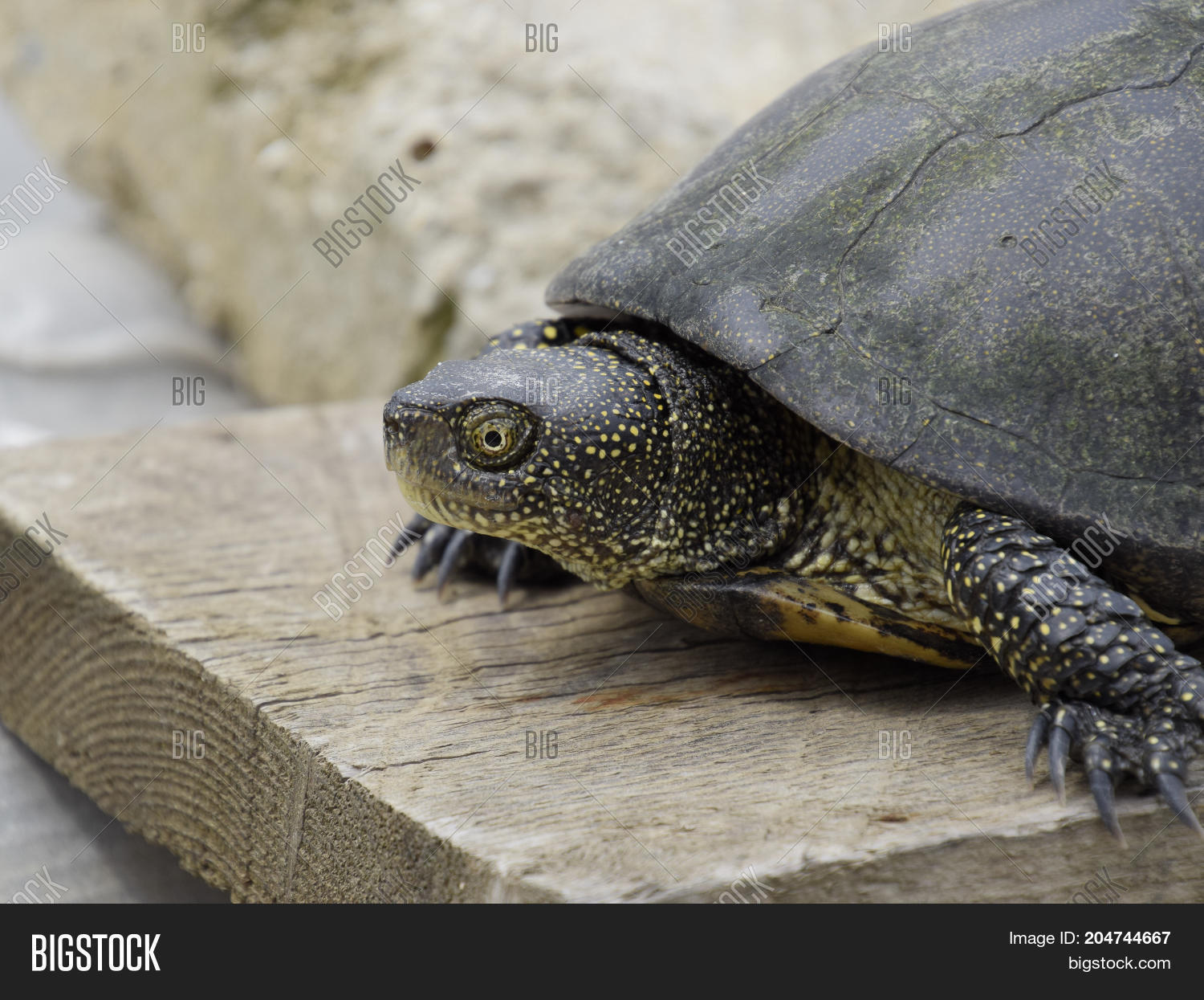 Ordinary River Image & Photo (Free Trial) | Bigstock