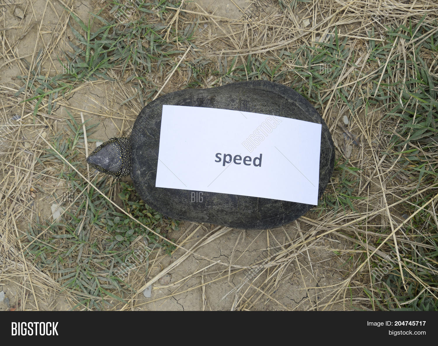 Bad Internet Symbol. Image & Photo (Free Trial) | Bigstock