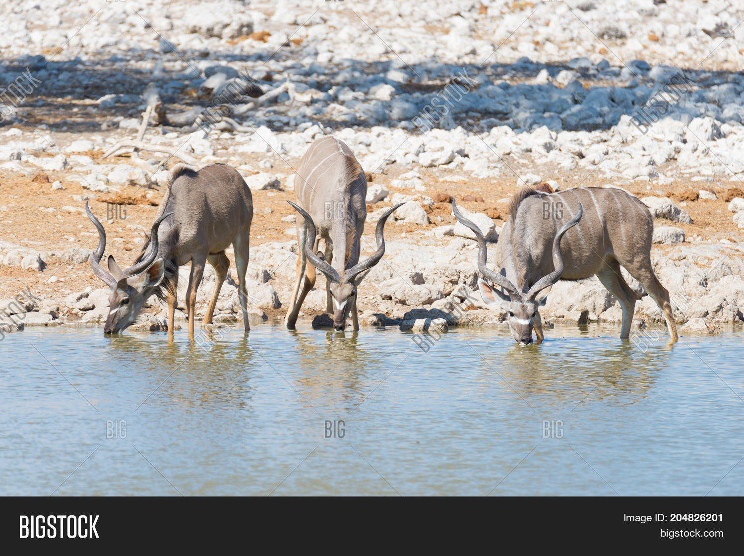 Herd Kudu Drinking Image & Photo (Free Trial) | Bigstock