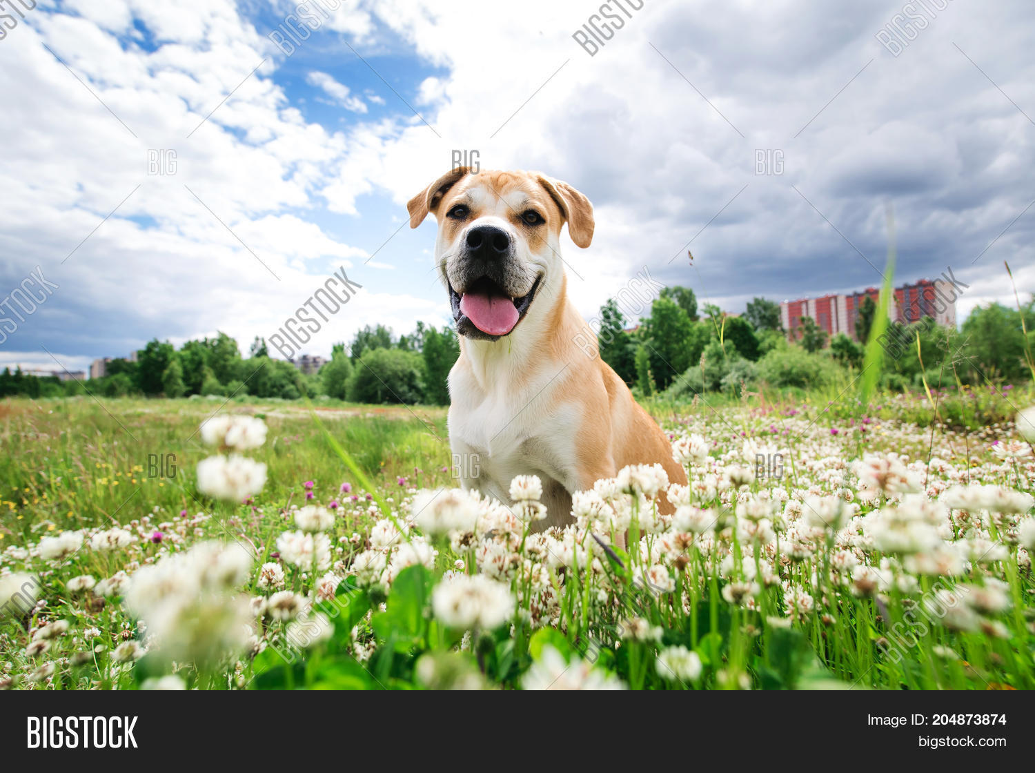 Dog Sitting On Lawn Image & Photo (Free Trial) | Bigstock