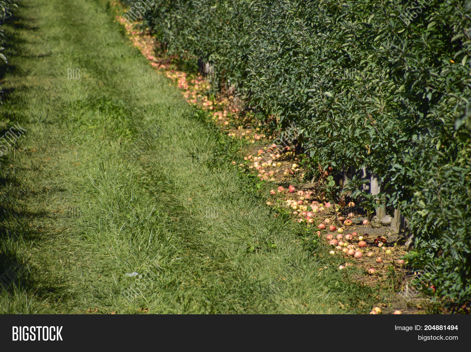 Apple Orchard. Rows Image & Photo (Free Trial) | Bigstock