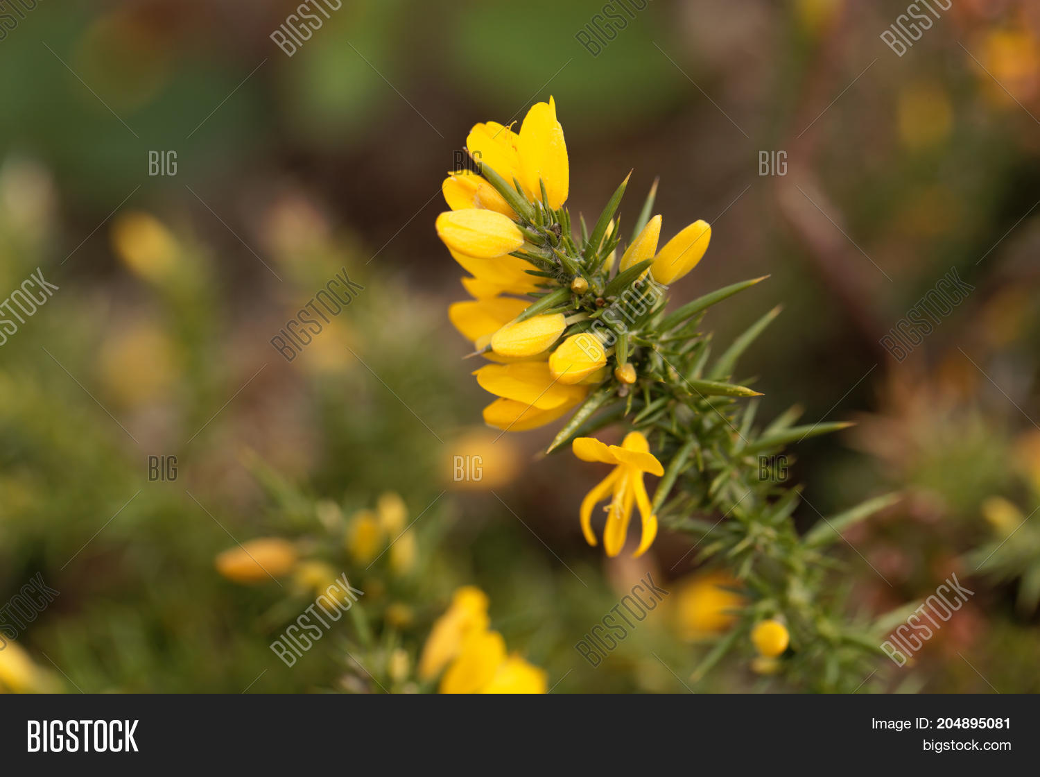 Flowers Common Gorse ( Image & Photo (Free Trial) | Bigstock