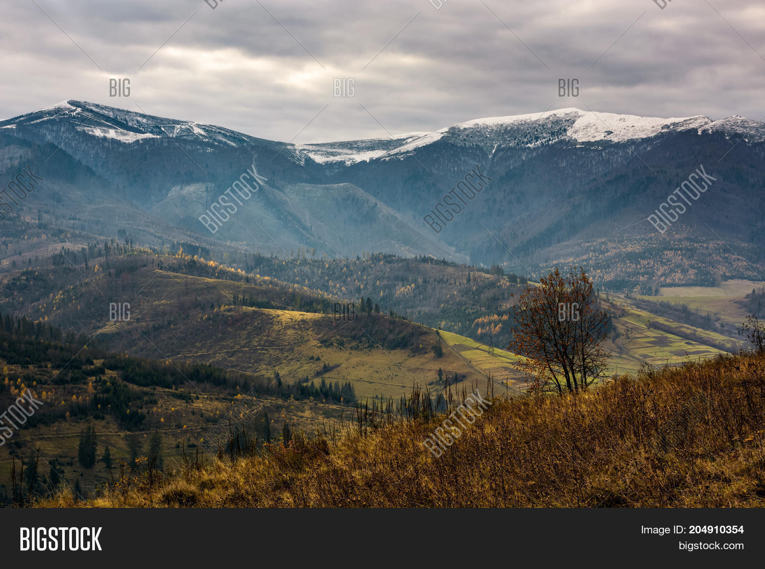 Tree On Hillside Late Image & Photo (Free Trial) | Bigstock