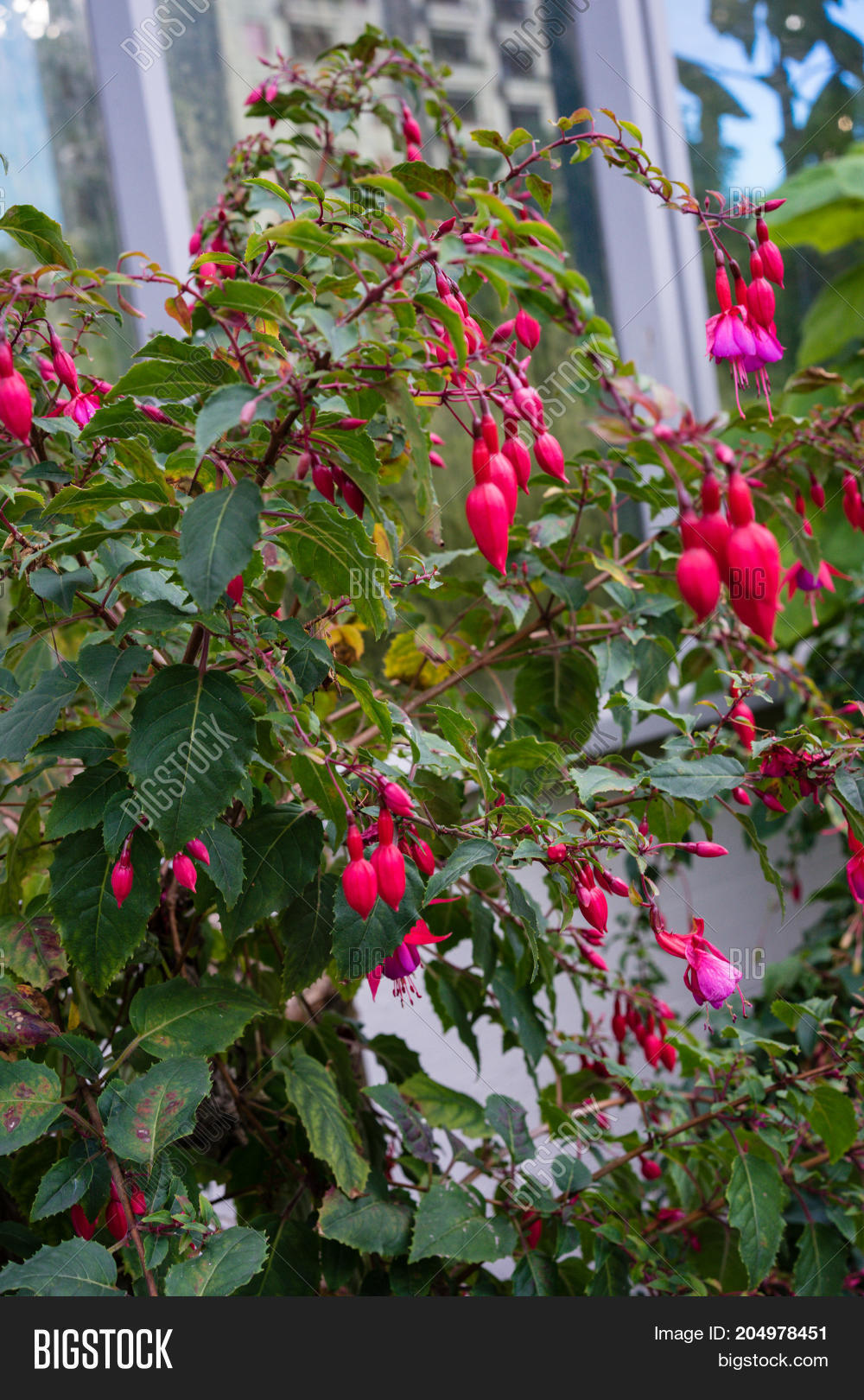 Fuchsia Plant Image & Photo (Free Trial) | Bigstock