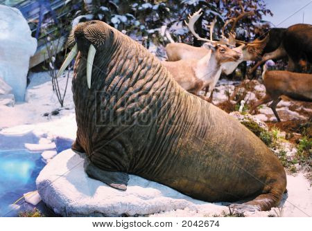 Sea Elephant Image & Photo (Free Trial) | Bigstock