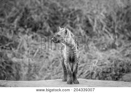 Side Profile Young Image & Photo (Free Trial) | Bigstock