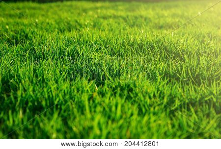 Green Lawn, Backyard Image & Photo (Free Trial) | Bigstock