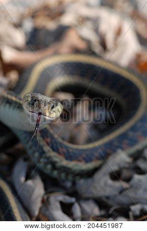 Garter Snake Staring Image & Photo (Free Trial) | Bigstock