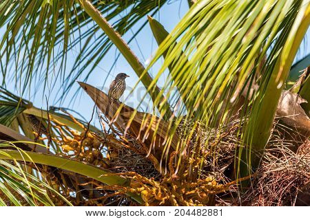 Palmchat (Dulus Image & Photo (Free Trial) | Bigstock