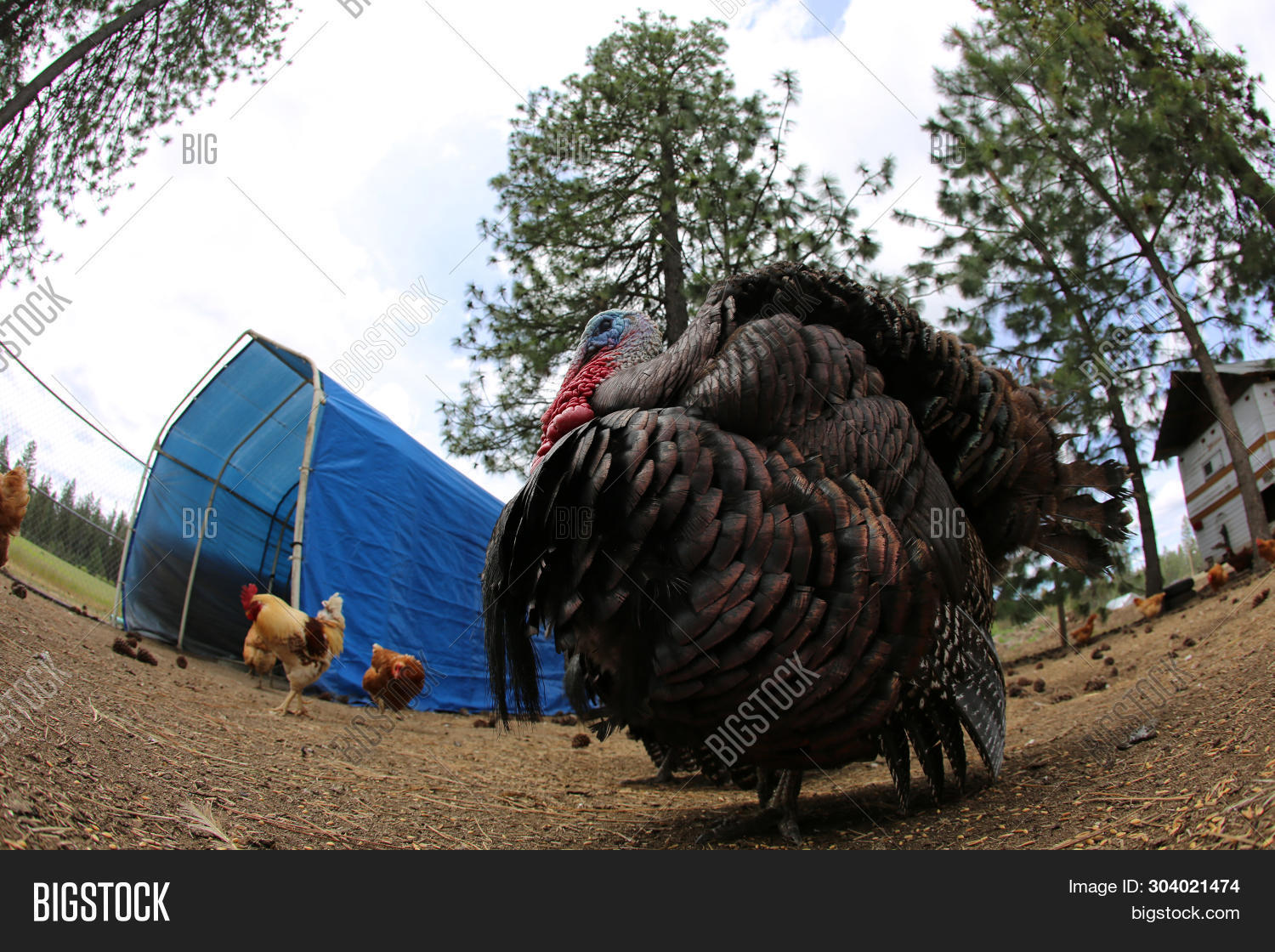 Farm Raised Turkey. Image & Photo (Free Trial) | Bigstock