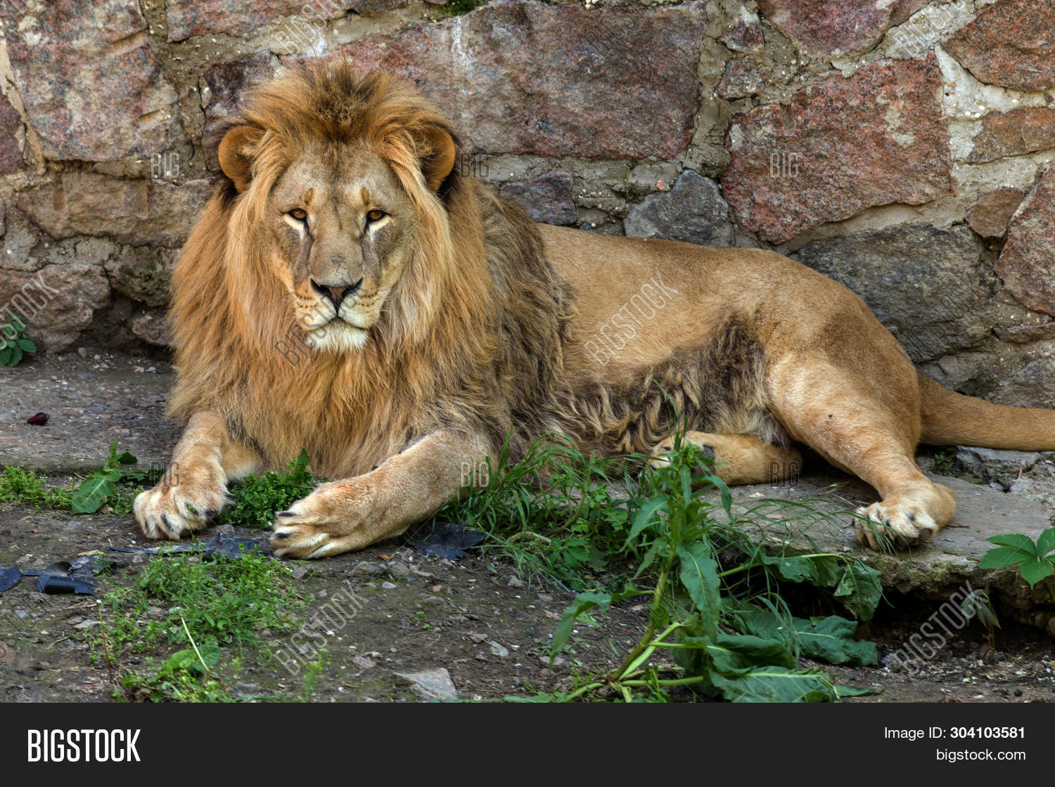 Big African 이미지 및 사진(무료 체험) | Bigstock