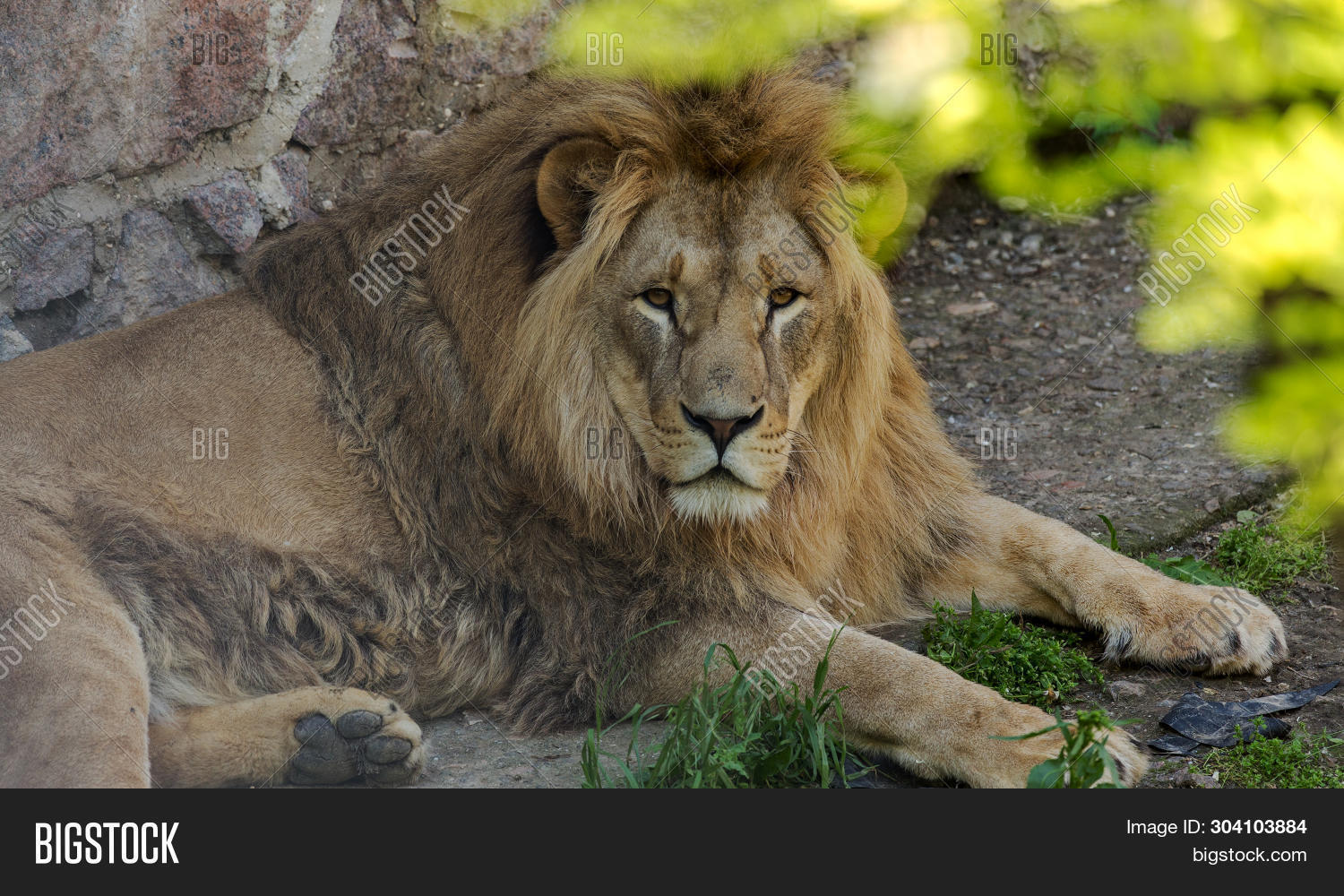 Big African Lion Lies Image & Photo (Free Trial) | Bigstock