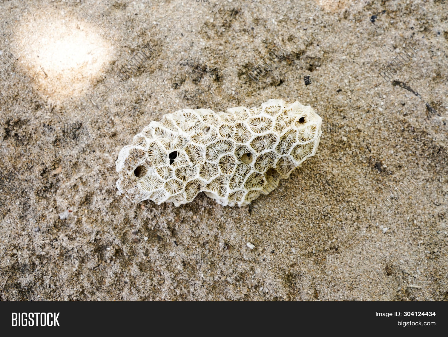 White Coral Reef Dry Image & Photo (Free Trial) | Bigstock