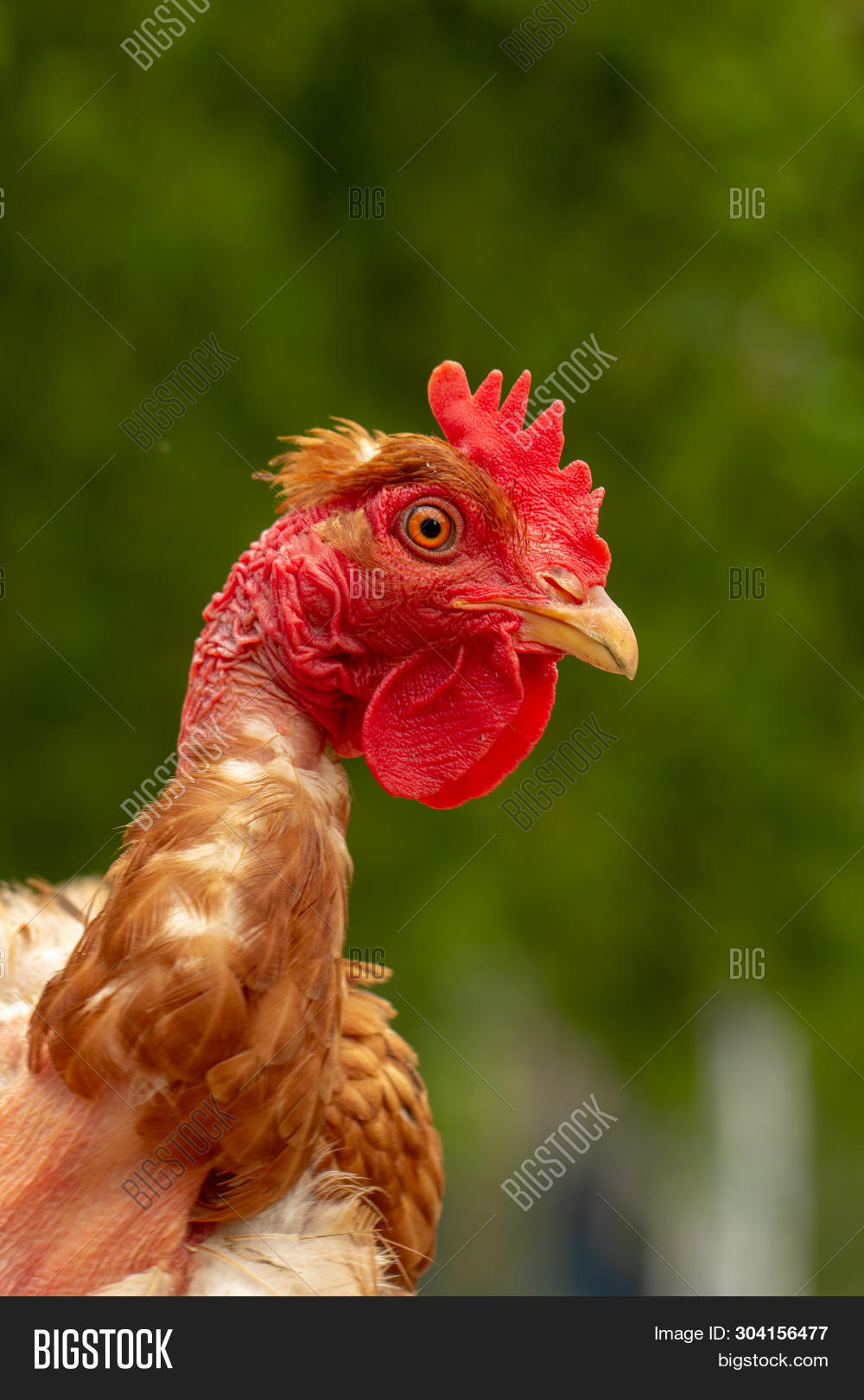 Rooster, Pen Chickens Image & Photo (Free Trial) | Bigstock