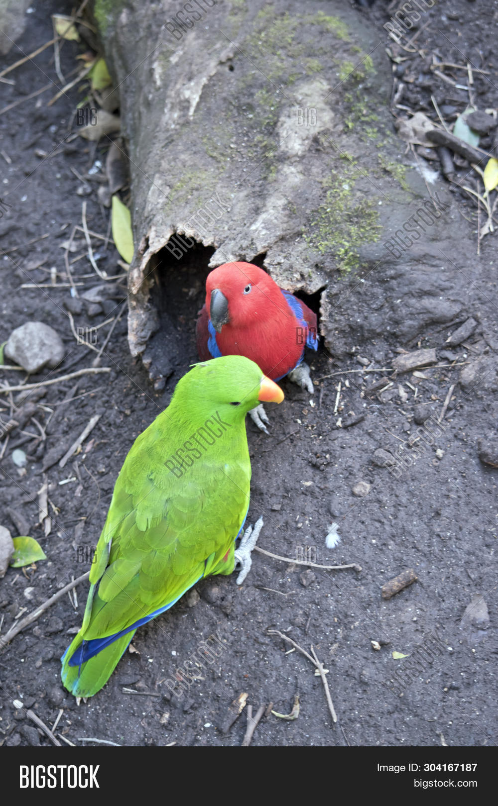 Female Eclectus Parrot Image & Photo (Free Trial) | Bigstock