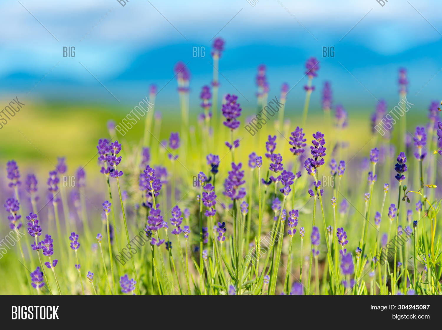 Close- Violet Lavender Image & Photo (Free Trial) | Bigstock