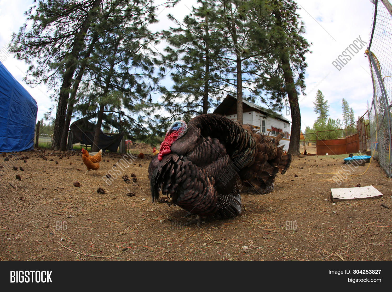 Farm Raised Turkey. Image & Photo (Free Trial) | Bigstock