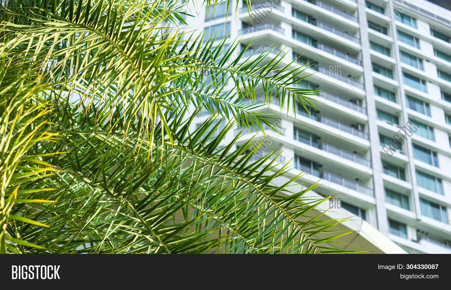 Palm Tree Office Image & Photo (Free Trial) | Bigstock