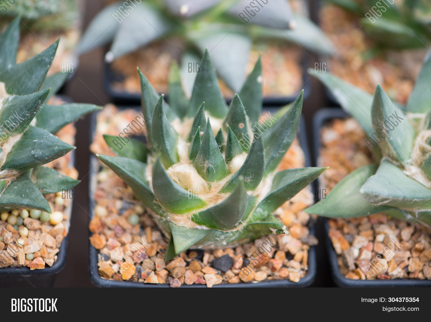 Ariocarpus Cactus Image & Photo (Free Trial) | Bigstock