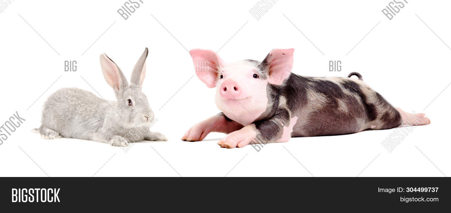 Funny Pig Cute Rabbit Image & Photo (Free Trial) | Bigstock