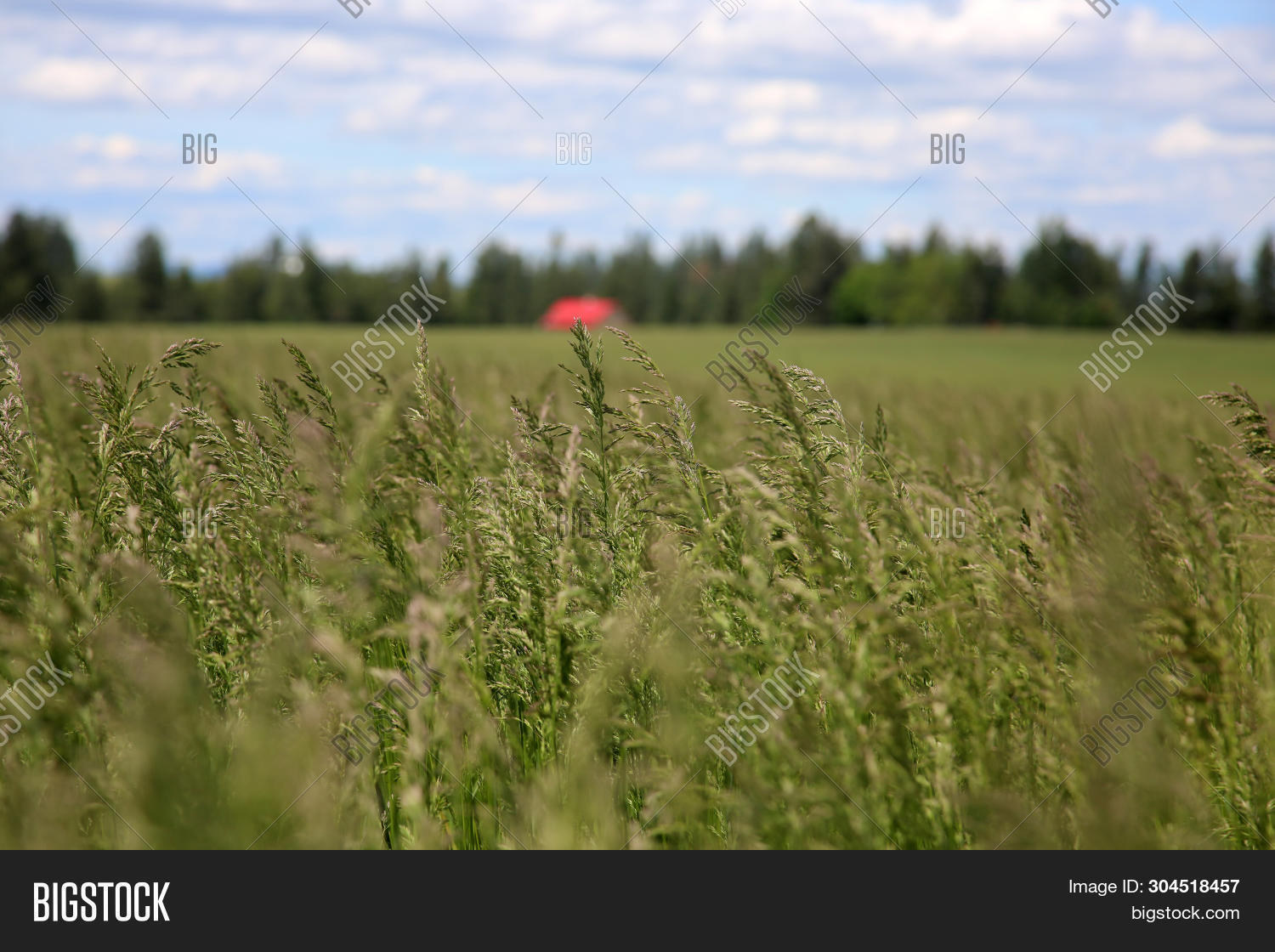 Red Barn Wheat Field. Image & Photo (Free Trial) | Bigstock
