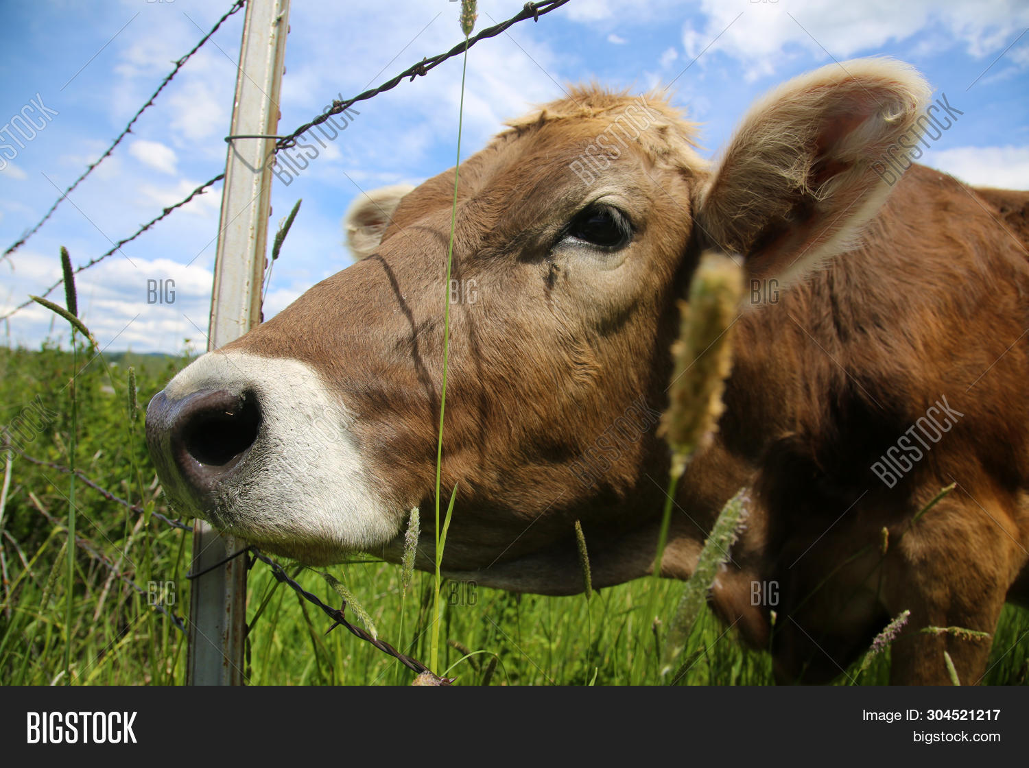 Cow. Beautiful Cow Image & Photo (Free Trial) | Bigstock