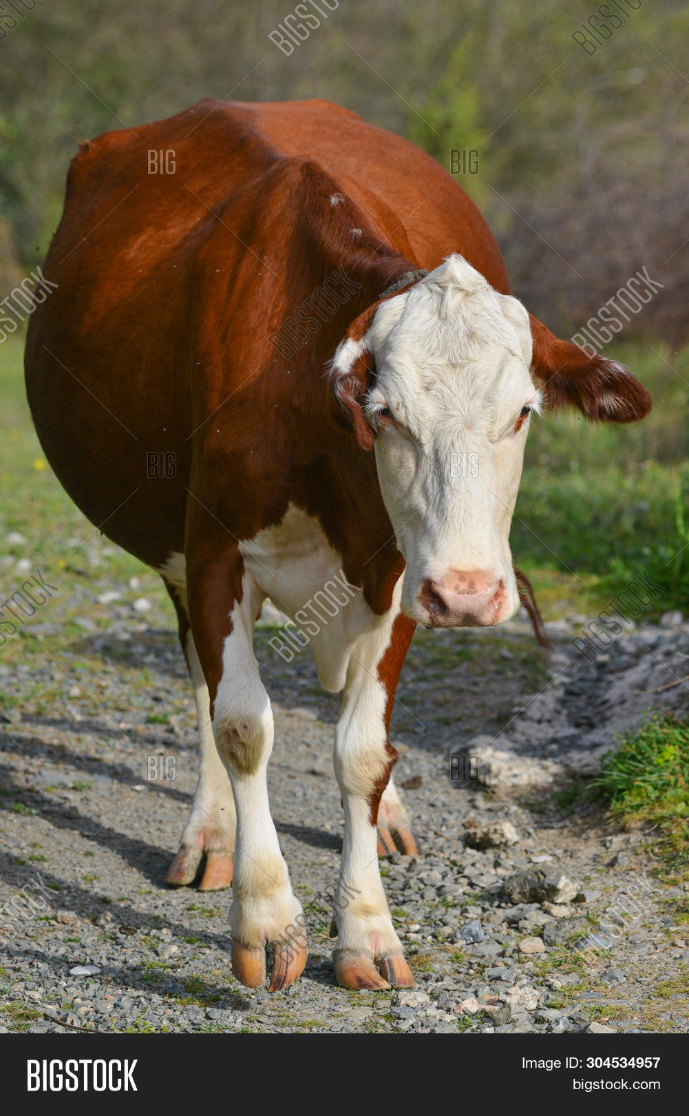Holstein Cow Field Image & Photo (Free Trial) | Bigstock