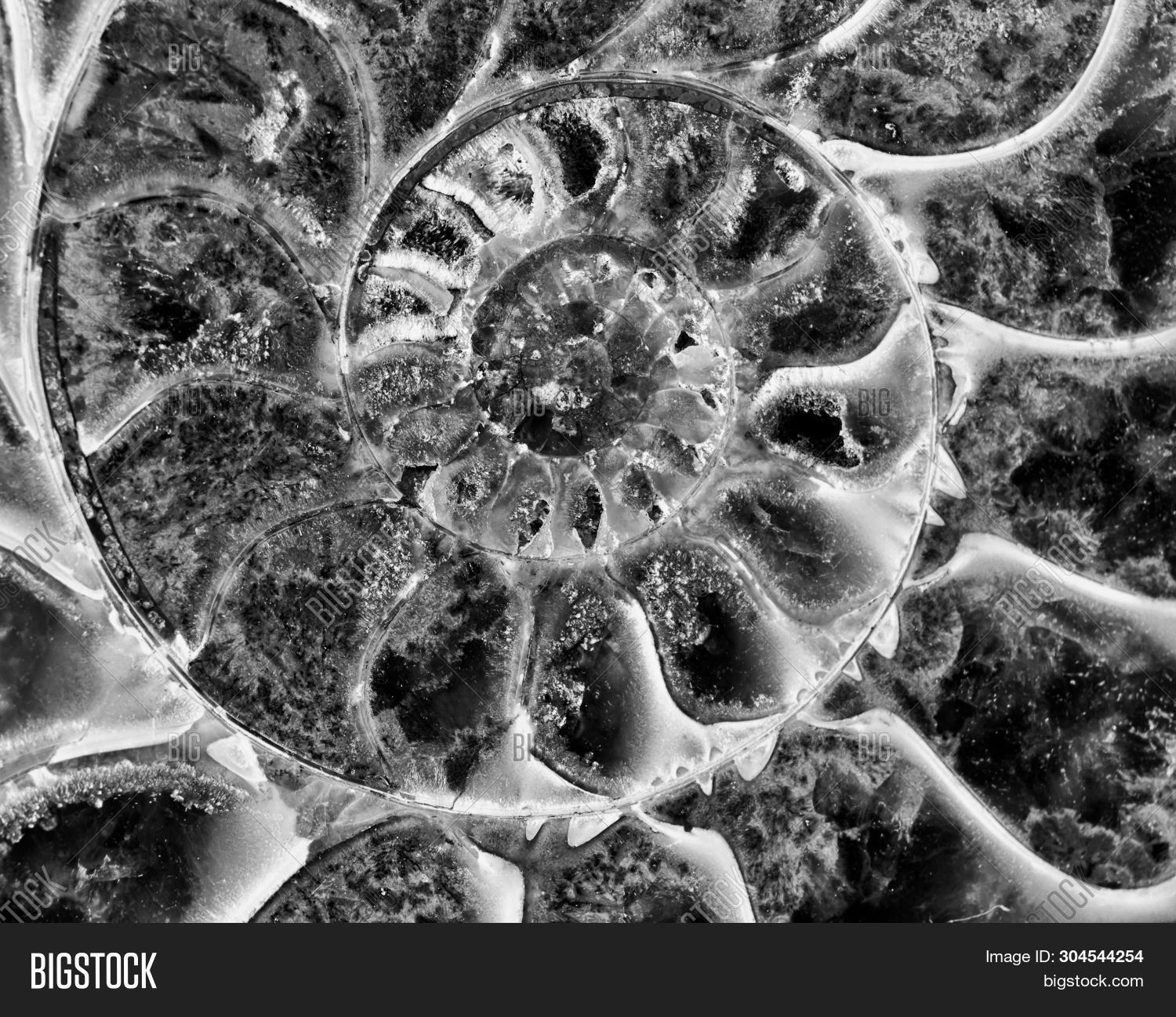 Ammonite Prehistoric Image & Photo (Free Trial) | Bigstock