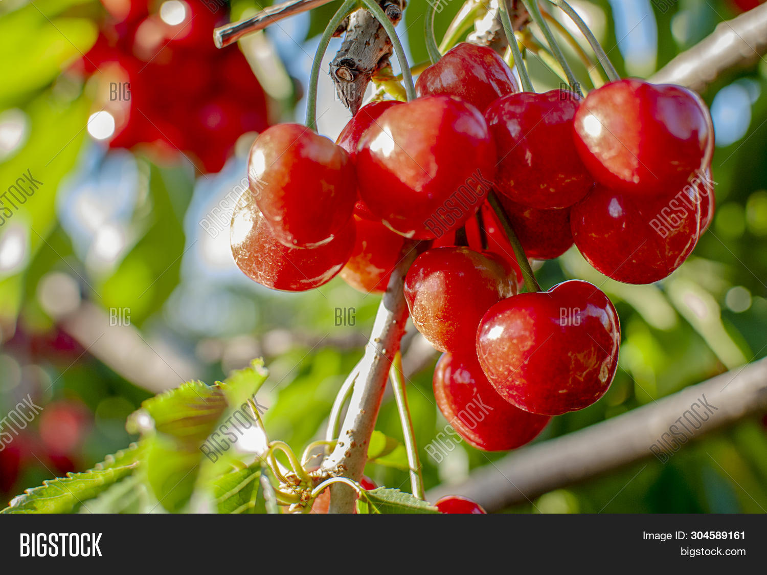 Imagen y foto Cherry Leaf Stalk. (prueba gratis) | Bigstock