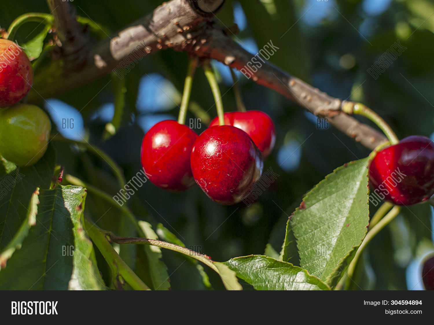 Cherry Leaf Stalk. Image & Photo (Free Trial) | Bigstock