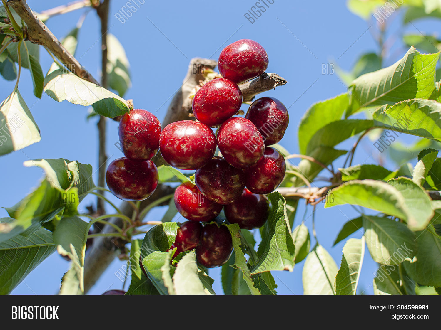 Cherry Leaf Stalk. Image & Photo (Free Trial) | Bigstock