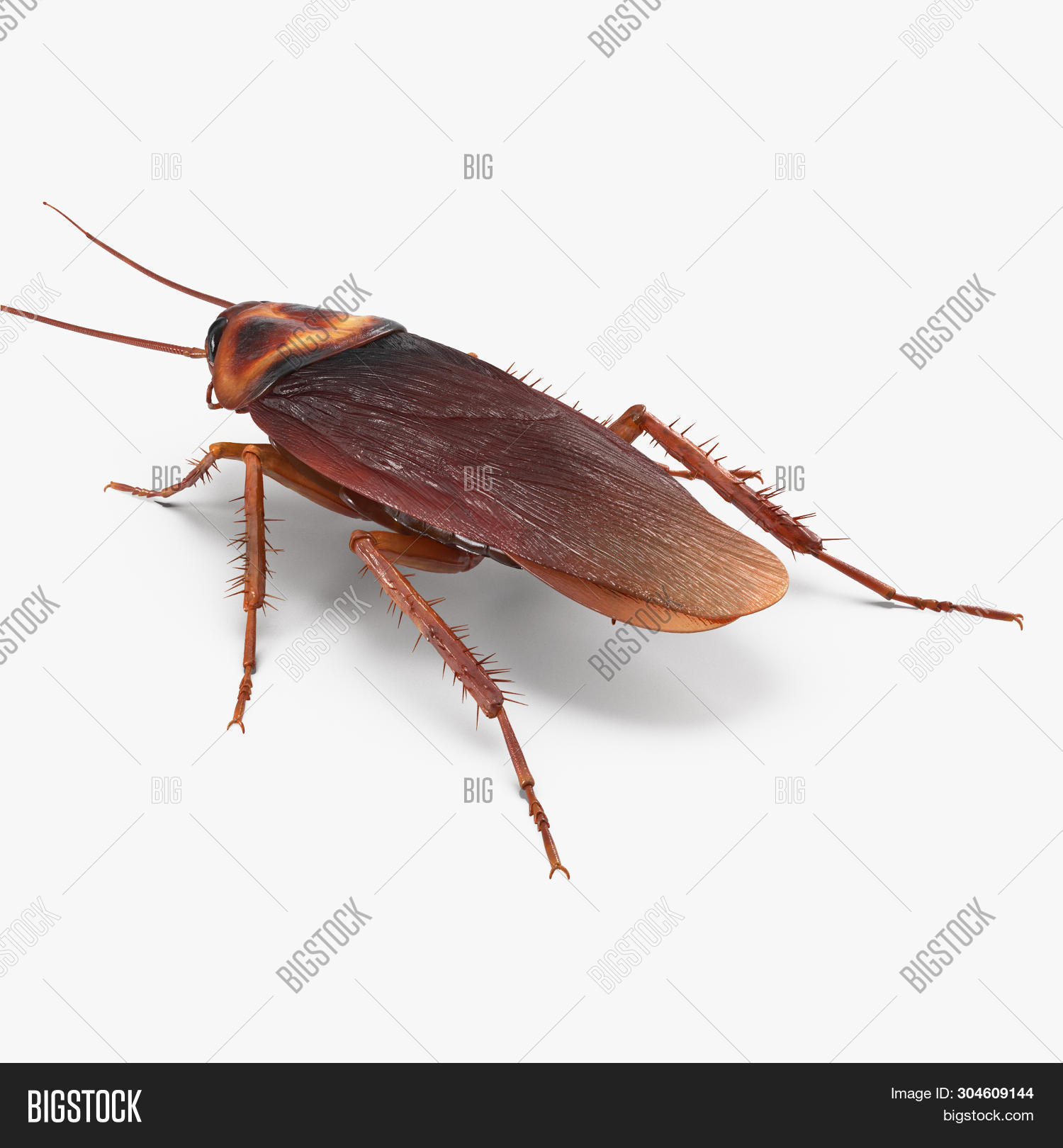 Cockroach Isolated On Image & Photo (Free Trial) | Bigstock