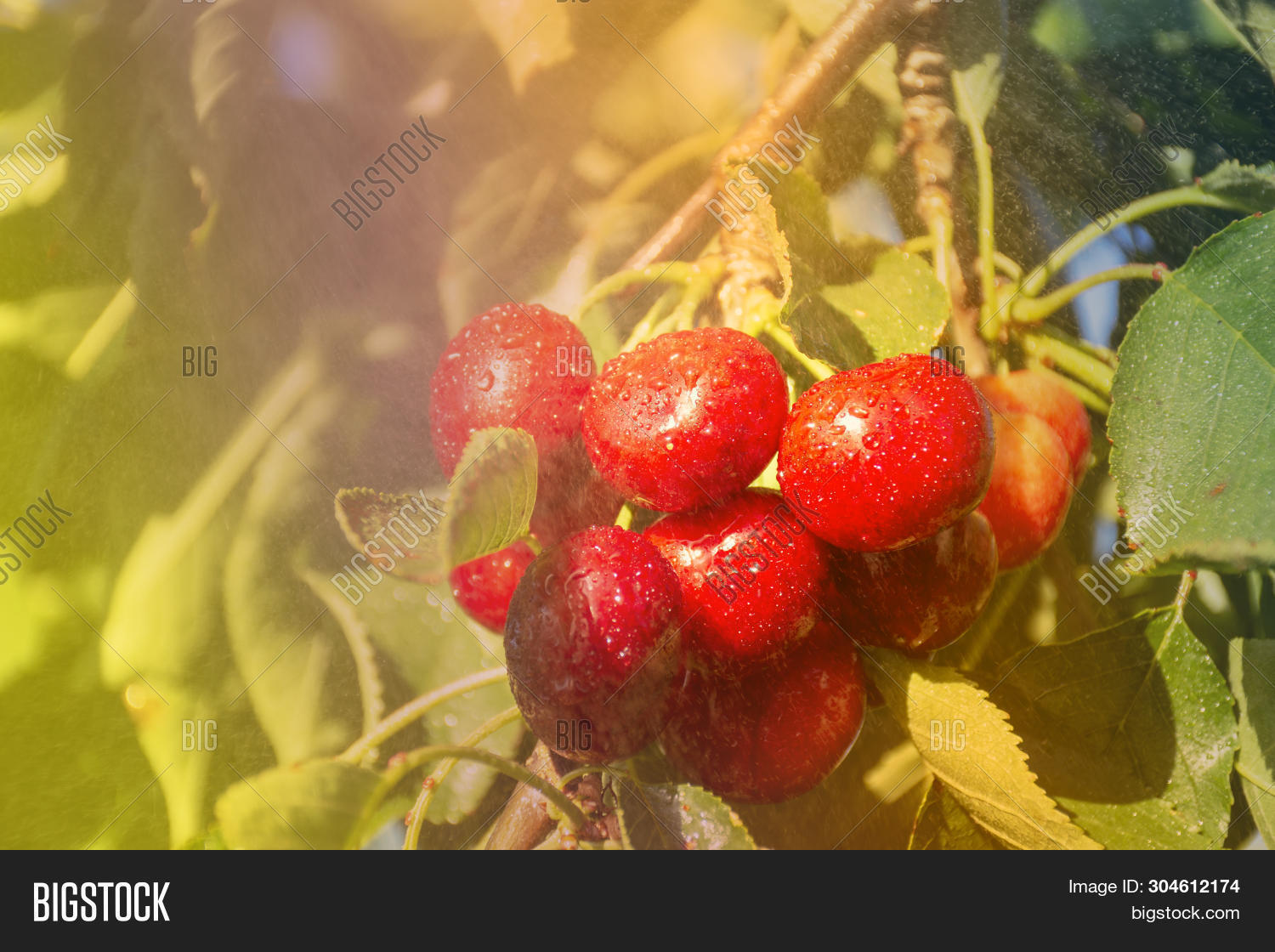 Cherry Leaf Stalk. Image & Photo (Free Trial) | Bigstock