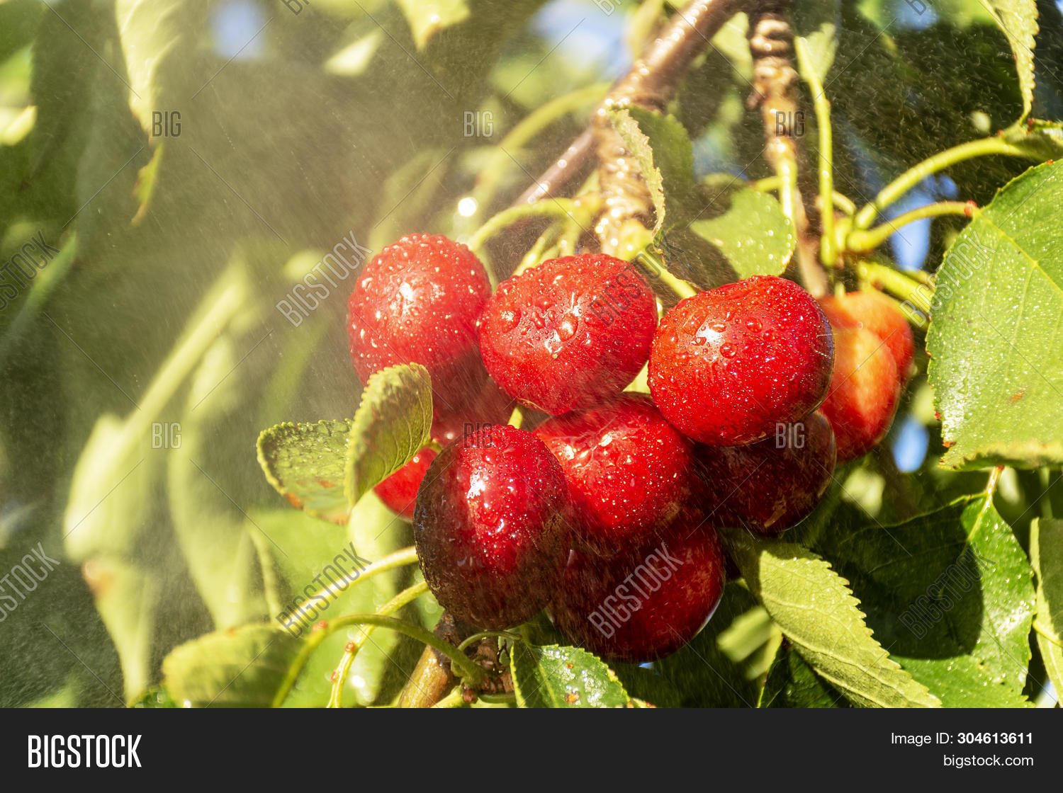 Cherry Leaf Stalk. Image & Photo (Free Trial) | Bigstock