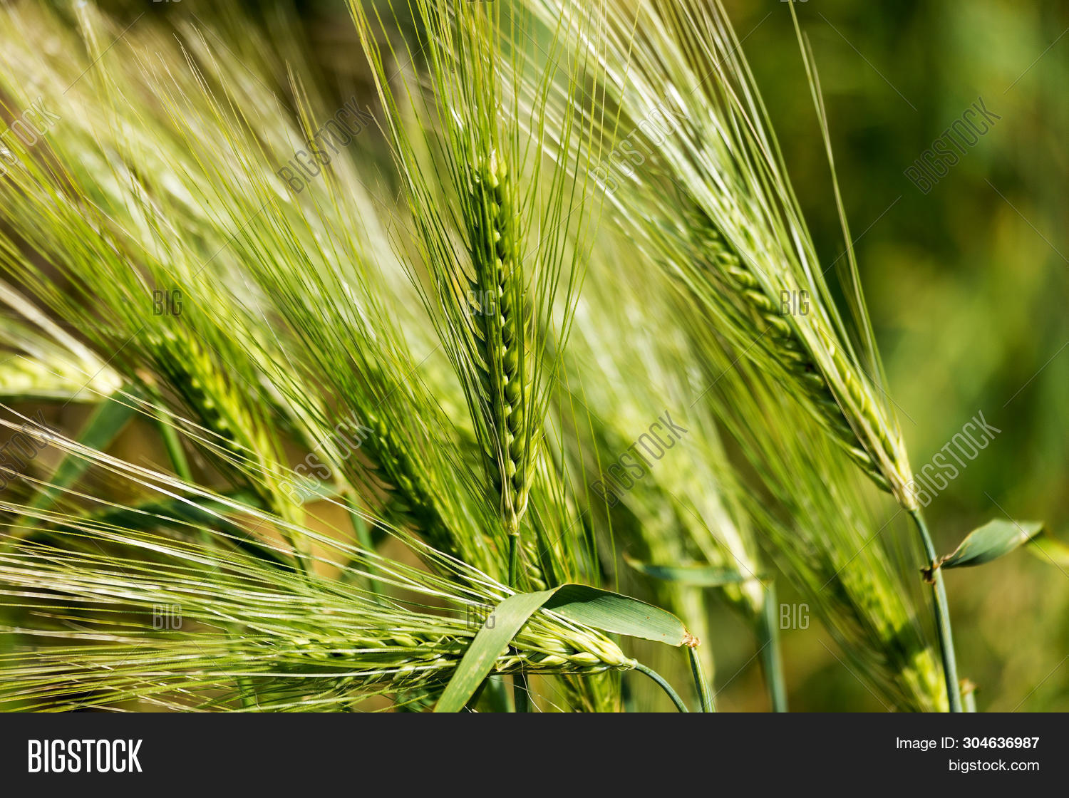Green Wheat Grass. Image & Photo (Free Trial) | Bigstock