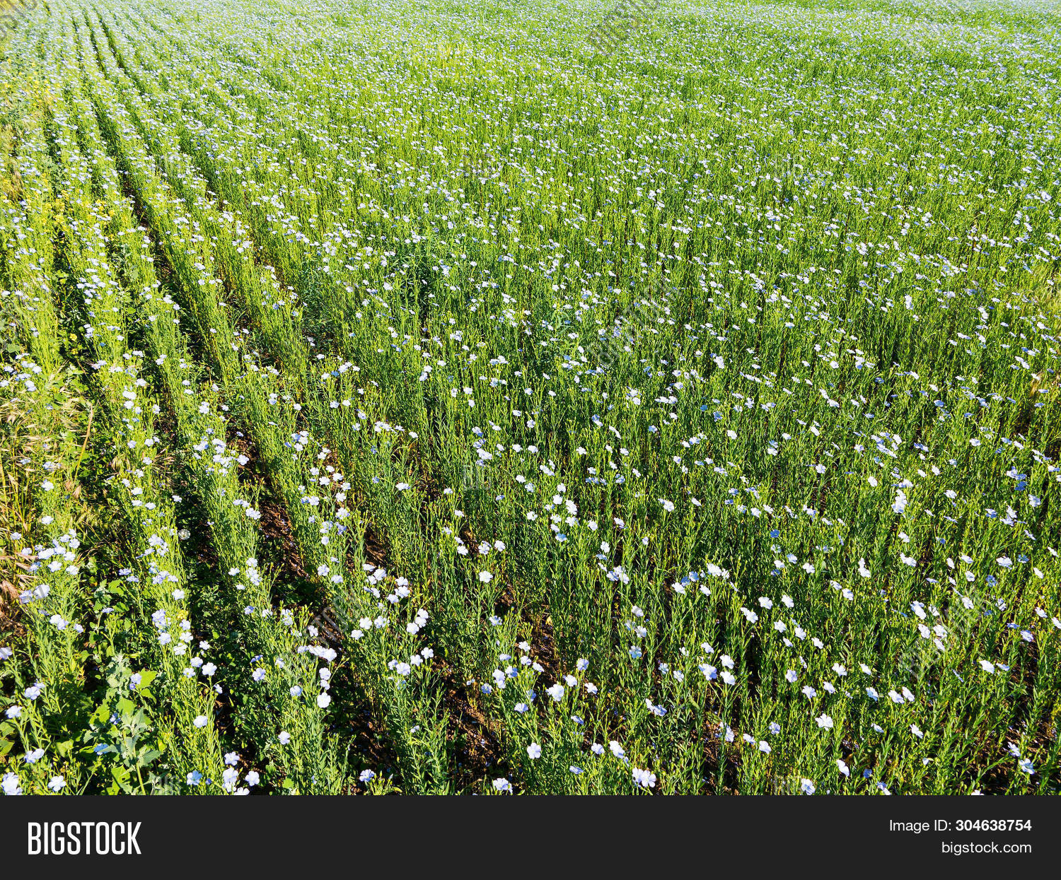 Blooming Flax. Field Image & Photo (Free Trial) | Bigstock