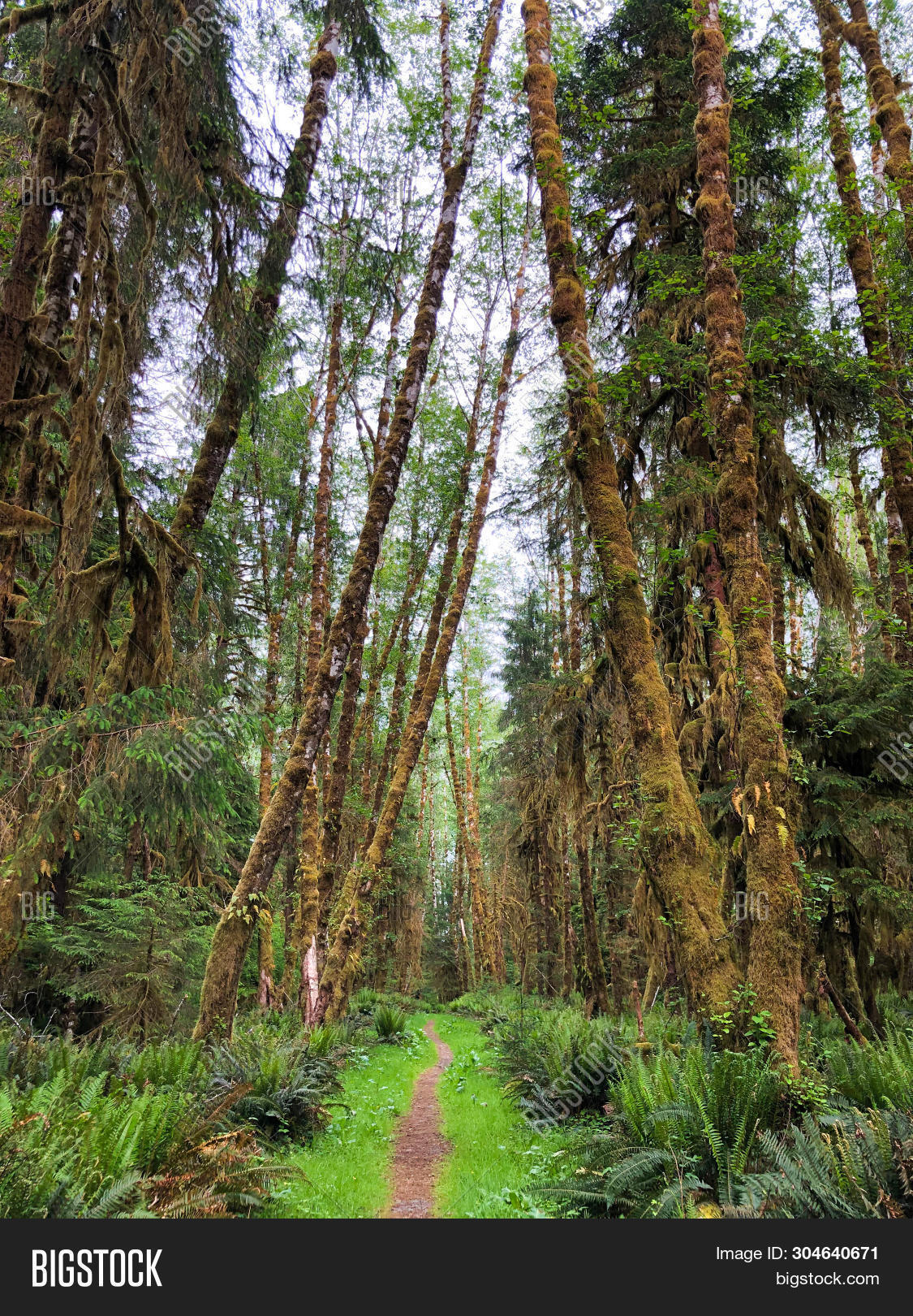 Narrow Path Winding Image & Photo (Free Trial) | Bigstock