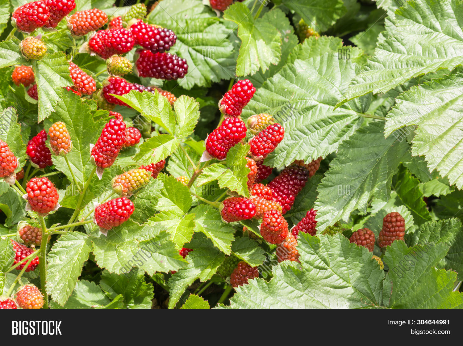 Organic Loganberries Image & Photo (Free Trial) | Bigstock