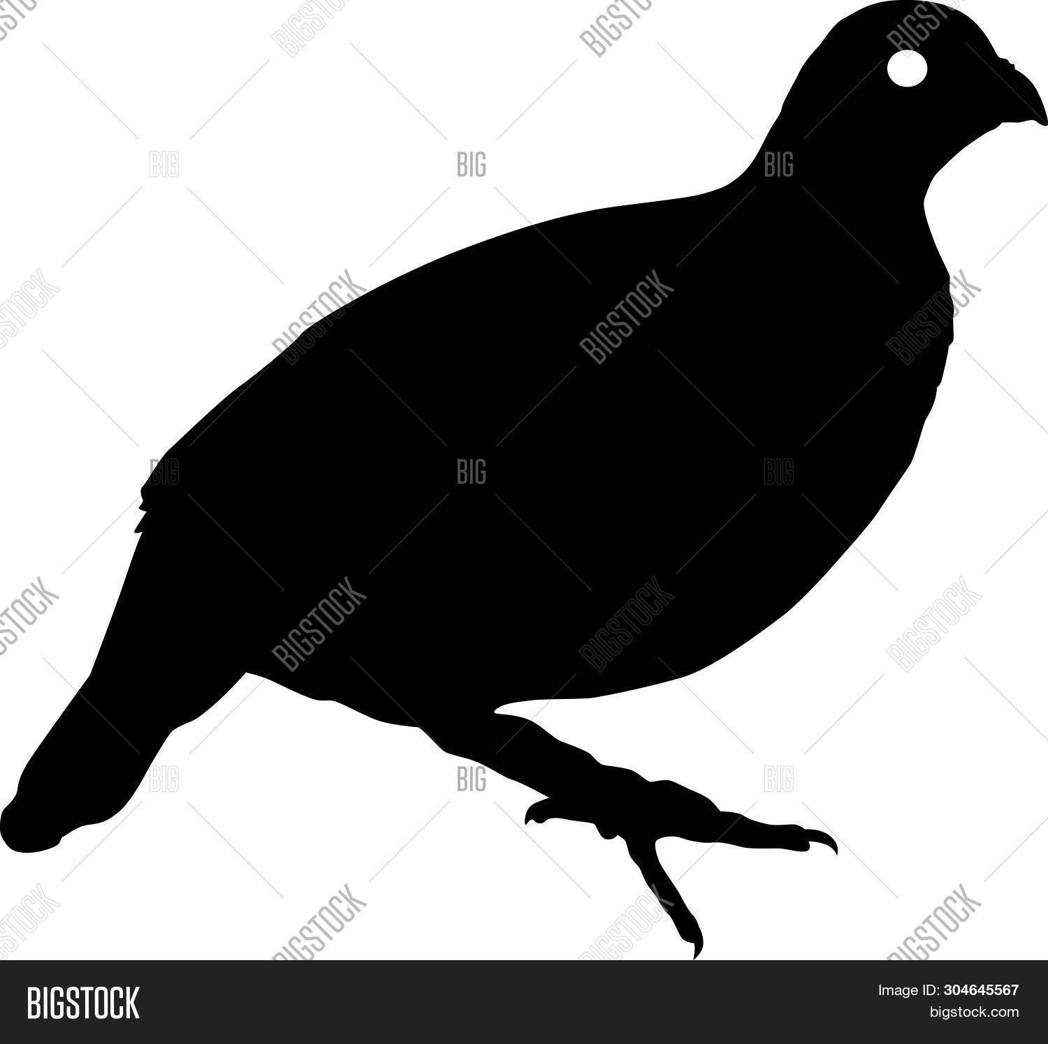 Bob White Bird Black Vector & Photo (Free Trial) | Bigstock