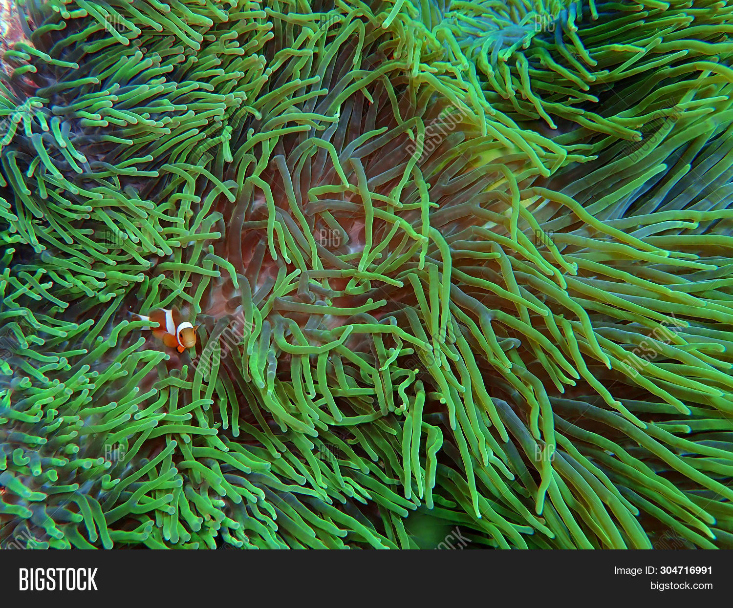 Closeup Anemone Flower Image & Photo (Free Trial) | Bigstock