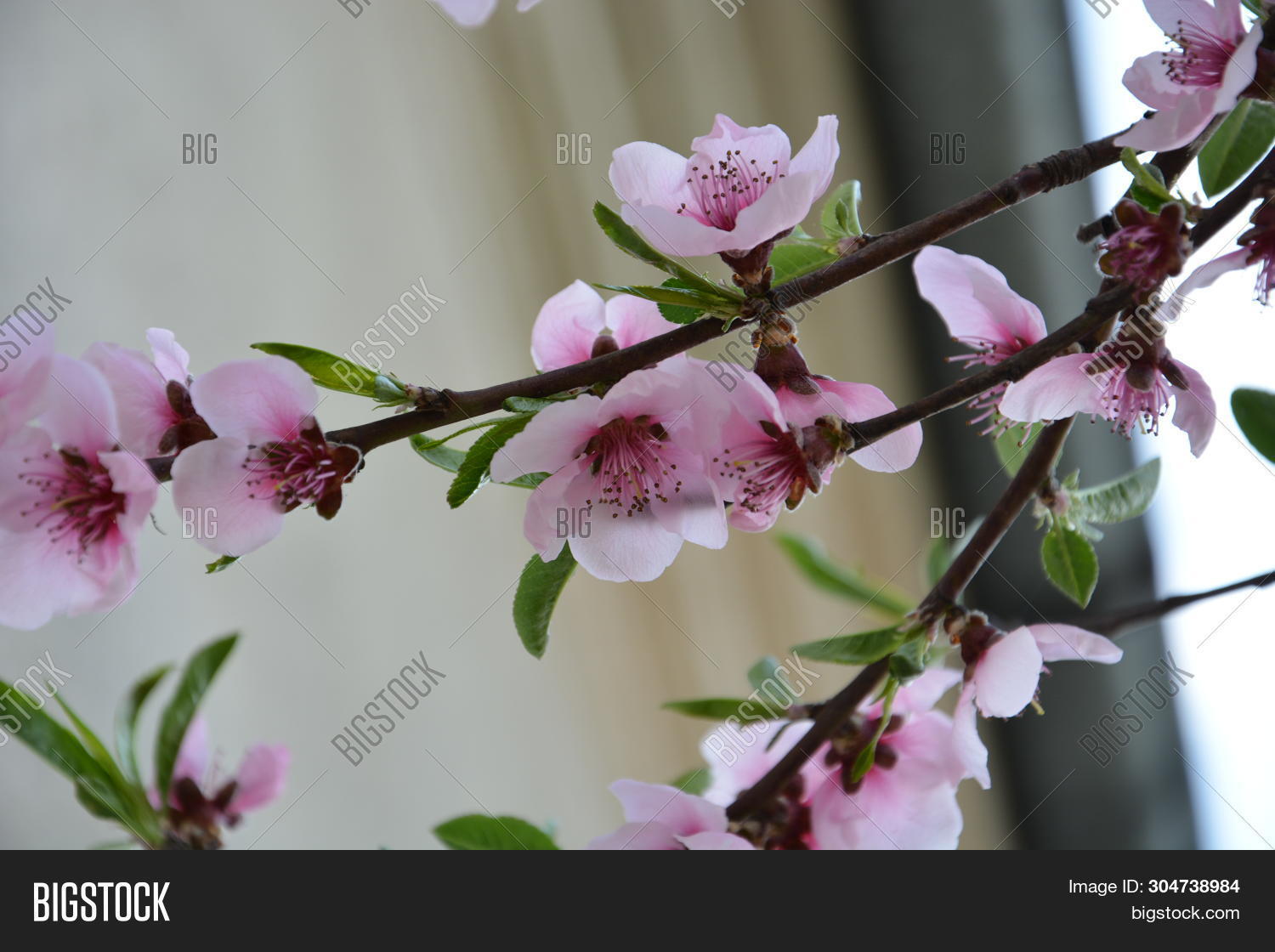 White Pink Pear Flower Image & Photo (Free Trial) | Bigstock