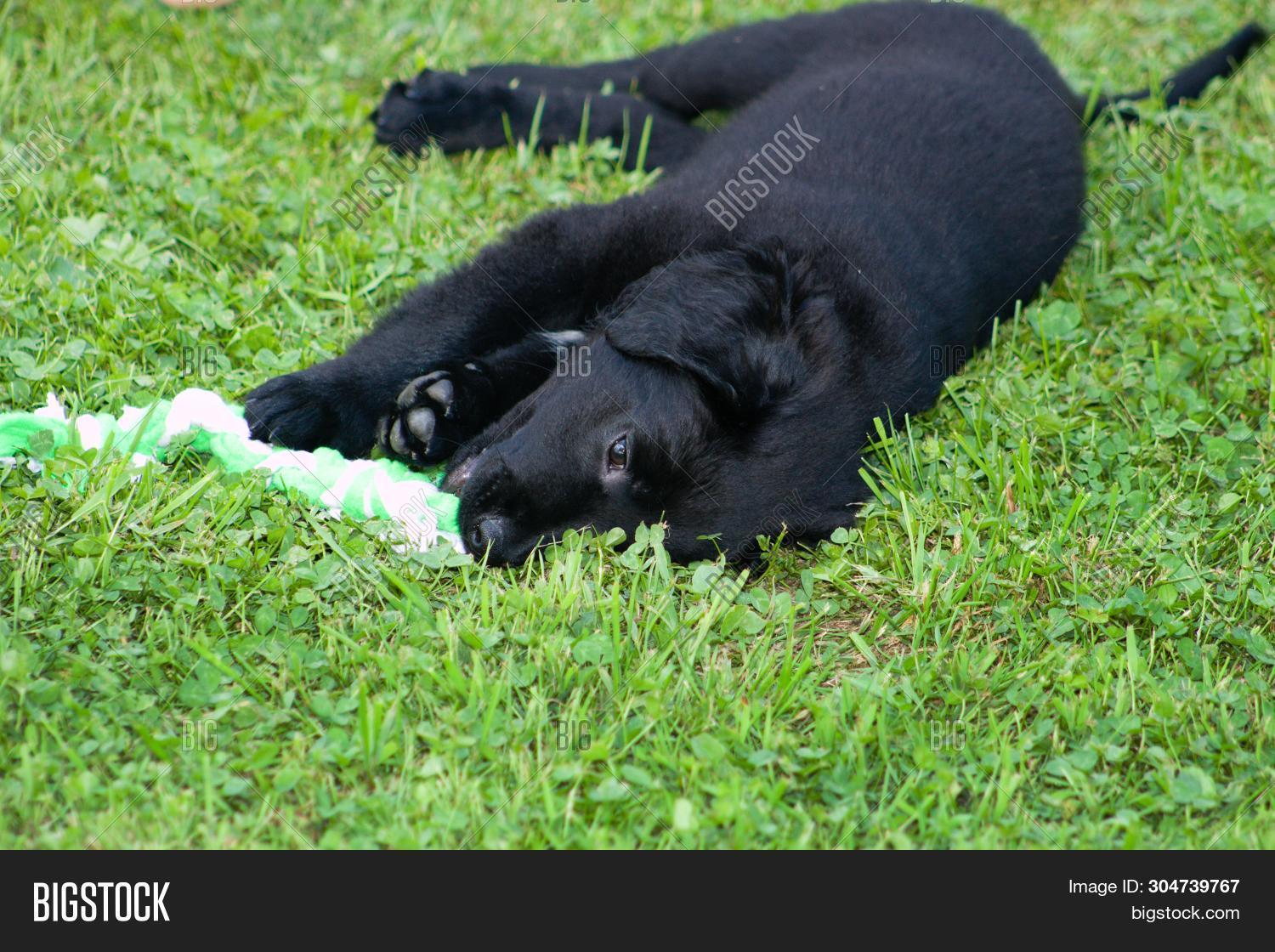 Lying Black Dog Image & Photo (Free Trial) | Bigstock