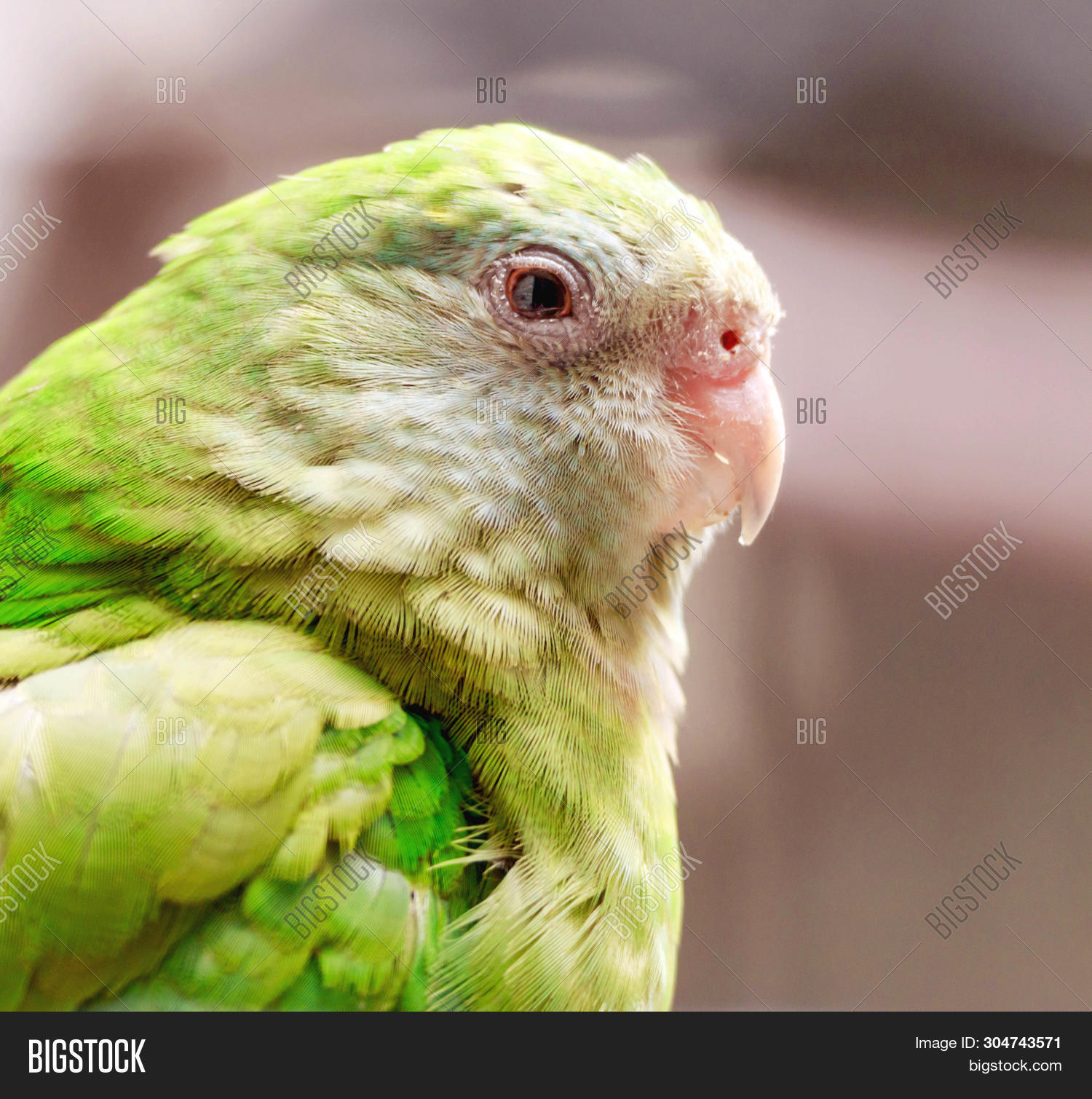 Close Green Parrot Image & Photo (Free Trial) | Bigstock